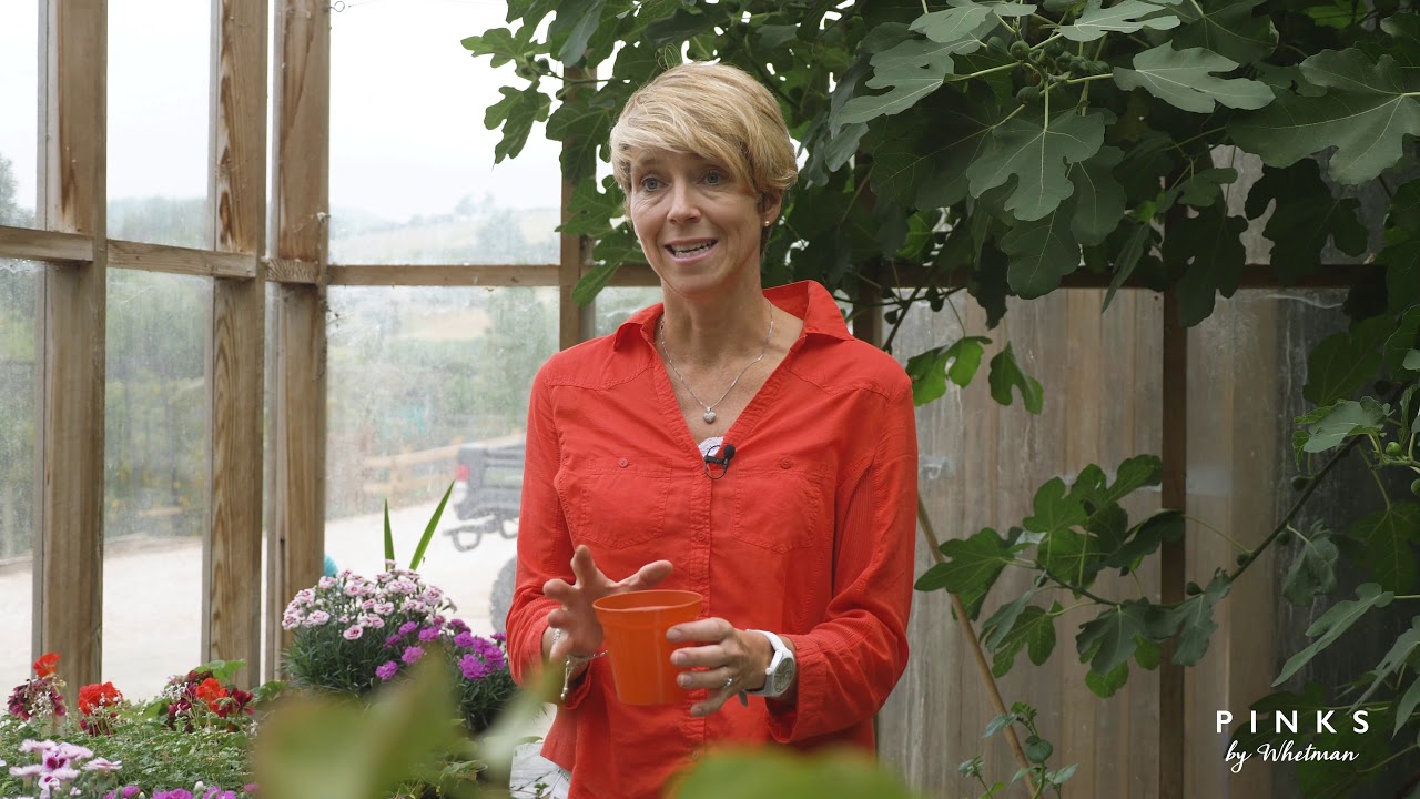Whetman Pinks How To Care For Your Pinks On Delivery - YouTube