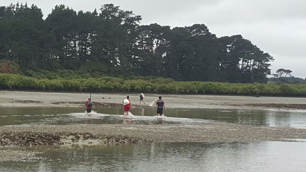 Netting in Auckland. - YouTube