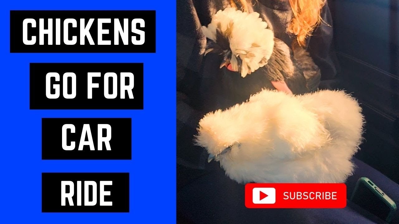 Chickens Go On a Car Ride - YouTube