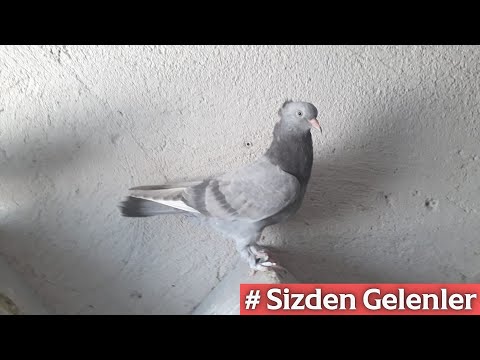 Takkalı Sıçan Tüyü Konyalı Vahit Bilgiç 0 536 259 13 90