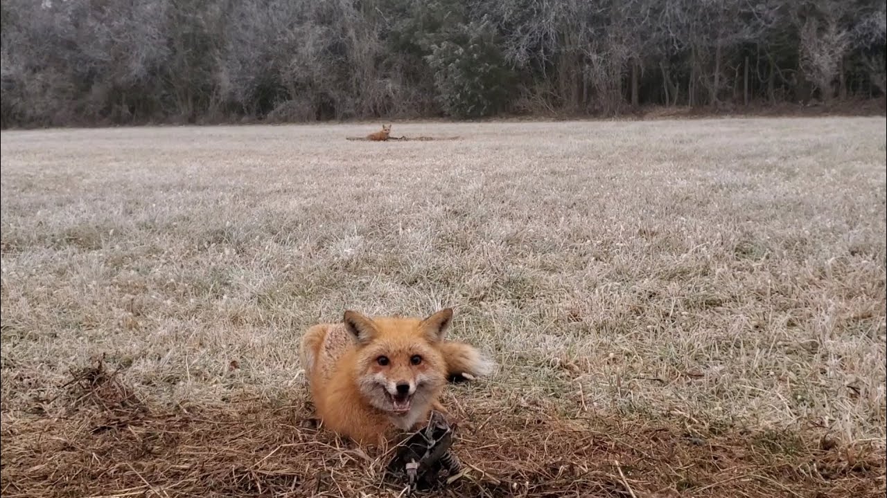 Fox trapping:Part 5-Another double and early morning suprise - YouTube
