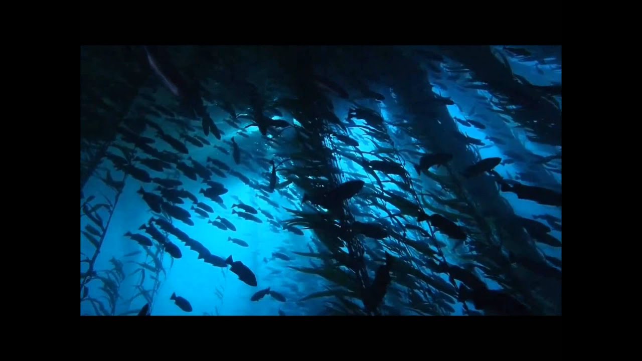 The Little Merman Promo - YouTube