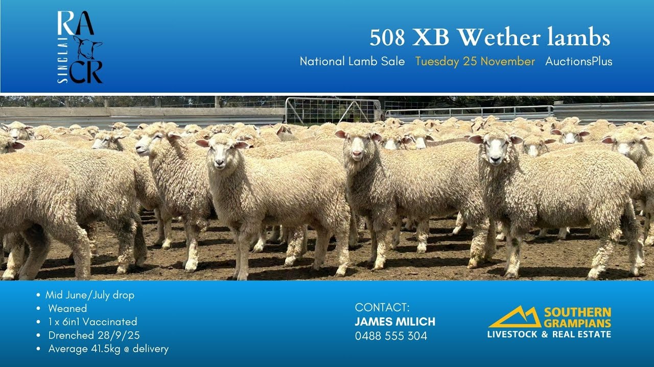 RA & CR Sinclair - 508 XB Wether lambs - Auctions plus - Tues 25 Nov ...