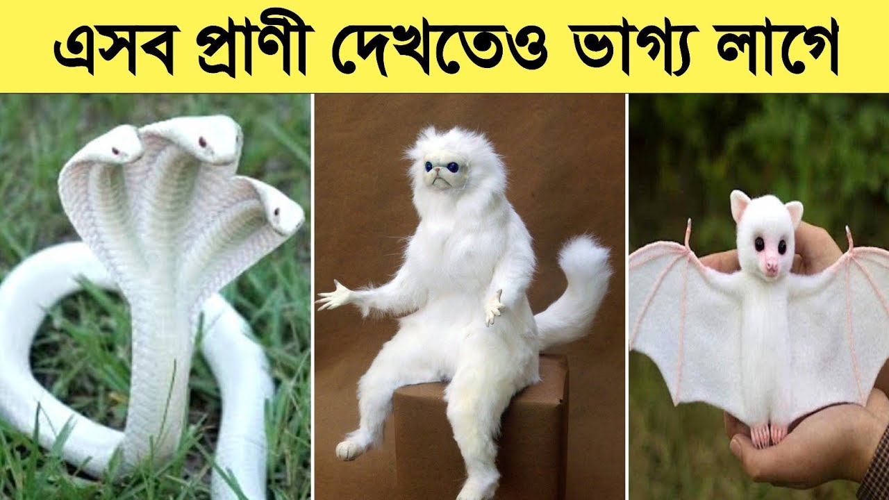 এসব প্রাণী দেখতে হলেও ভাগ্য লাগে | Top 10 Most Beautiful White Animals ...