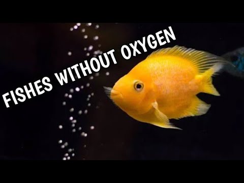 Which fish can live without oxygen | Fish without oxygen pump | Without ...