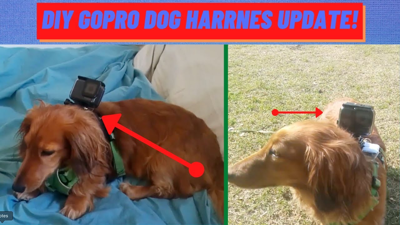 DIY GOPRO dog harrnes upadate!You can also use a head mount! | easy ...