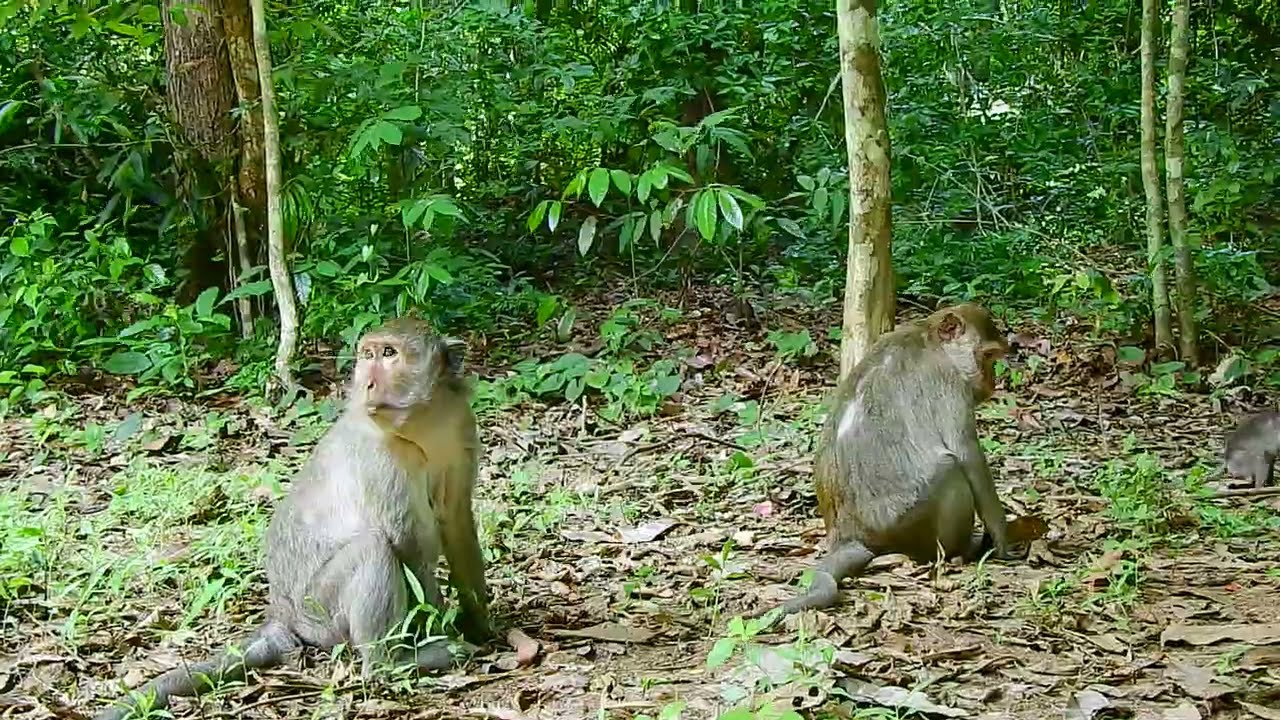 OH mygod! The male monkeys together disciplined an old female monkey ...