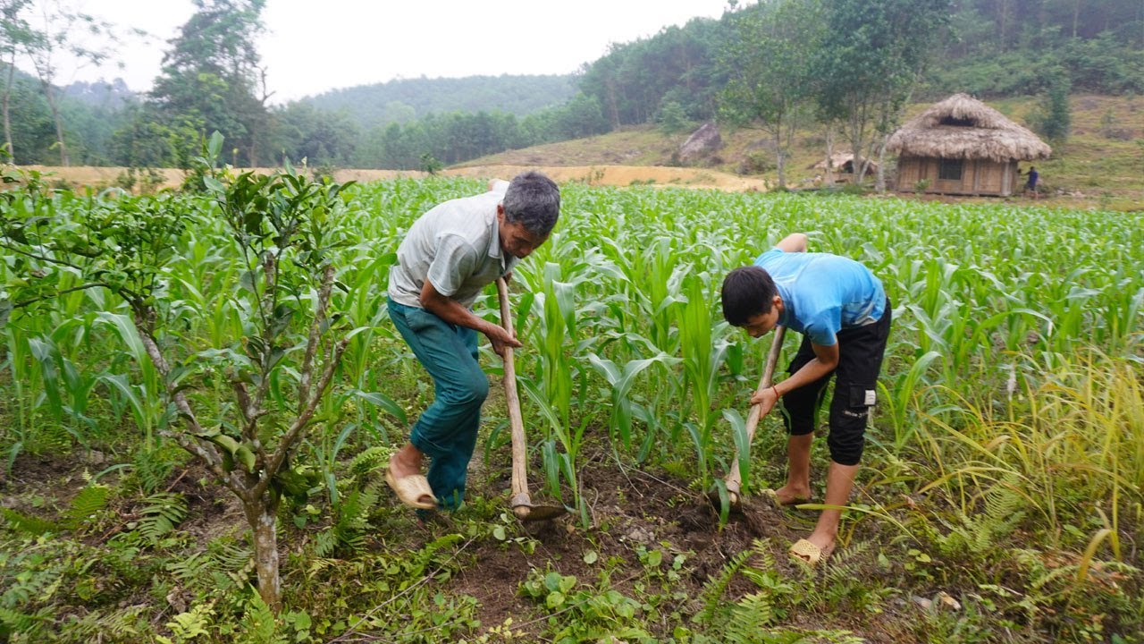 Growing cassava for food - Take care of corn fields and clean grass ...