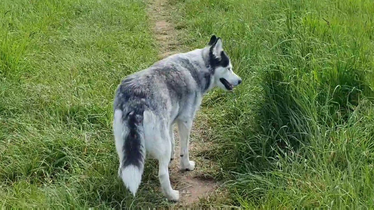 Skye Siberian Husky and Tala Czechoslovakian Vlcak Wolfdog on a lovely ...