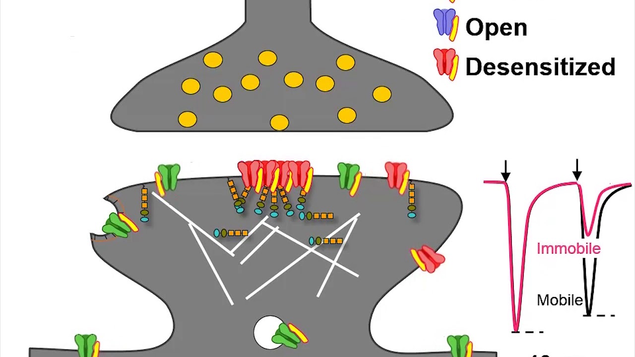 Receptor diffusion is regulated by activity, Neuron 2015 - YouTube
