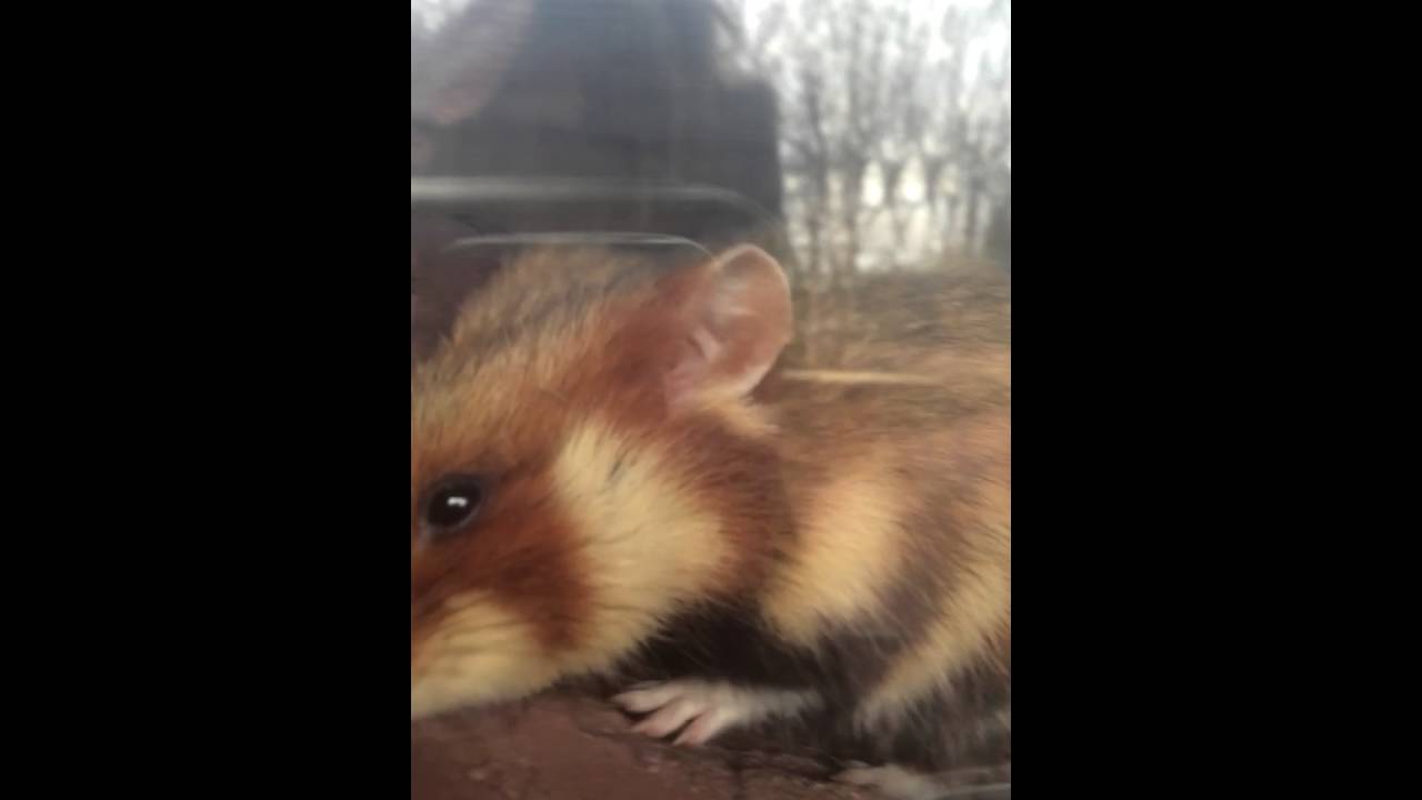 Le Hamster géant d'Alsace - YouTube