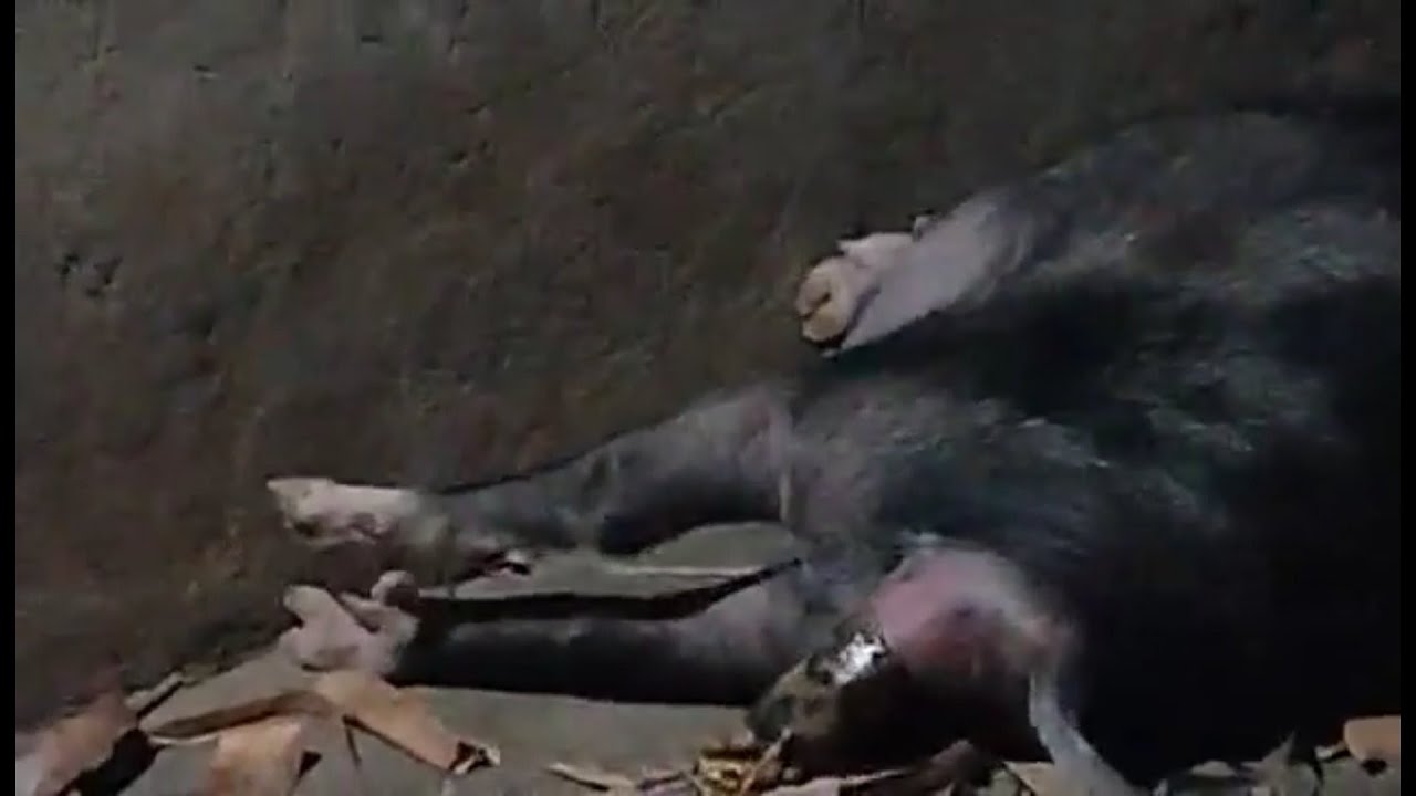 This is how native pig giving birth... - YouTube