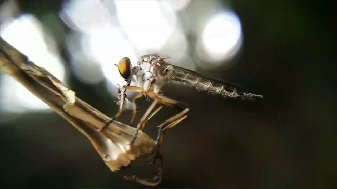 Robber Fly - Bugs & Insects of Singapore - YouTube