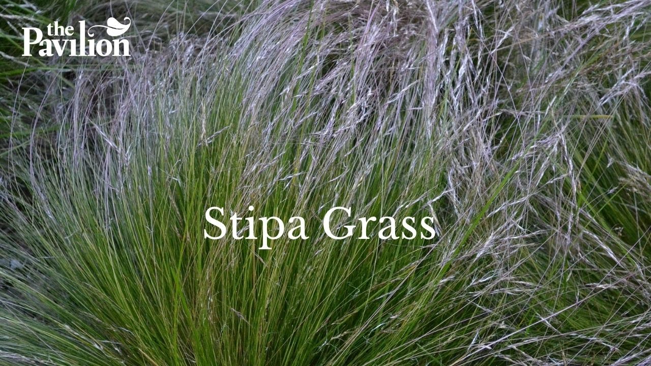 How to Plant a Stipa | Stipa Grasses at The Pavilion Cork - YouTube