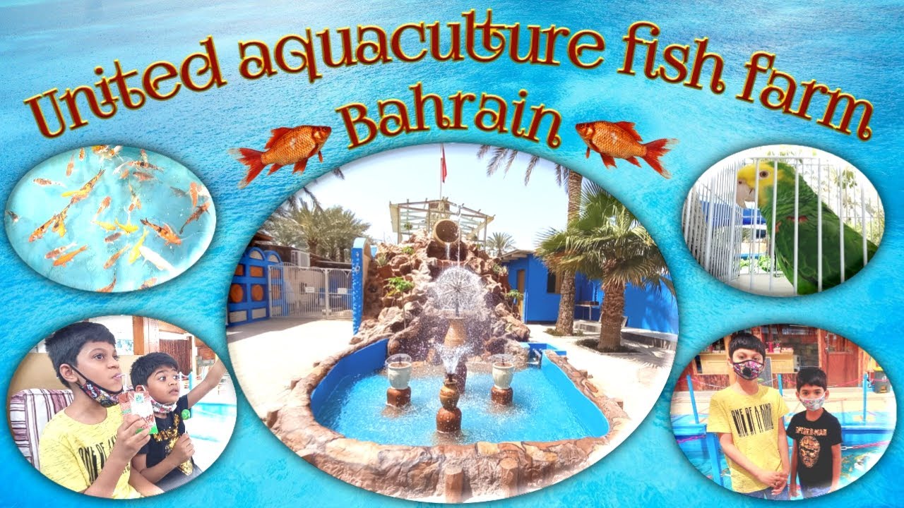 United aquaculture fish farm Bahrain| Bahrain fish farm | Pooja samayal ...