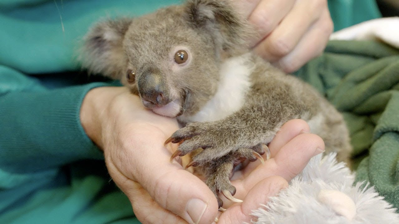 Orphaned Koala Joey Grows Up - YouTube