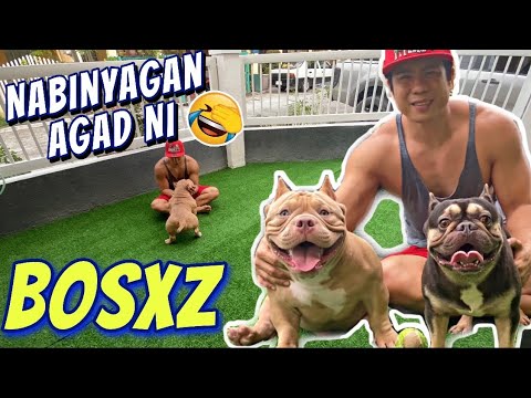 EXOTIC BULLY’s REACTION SA BAGONG PLAYING PEN • CRAZY BOSXZ & DREAMBOI ...