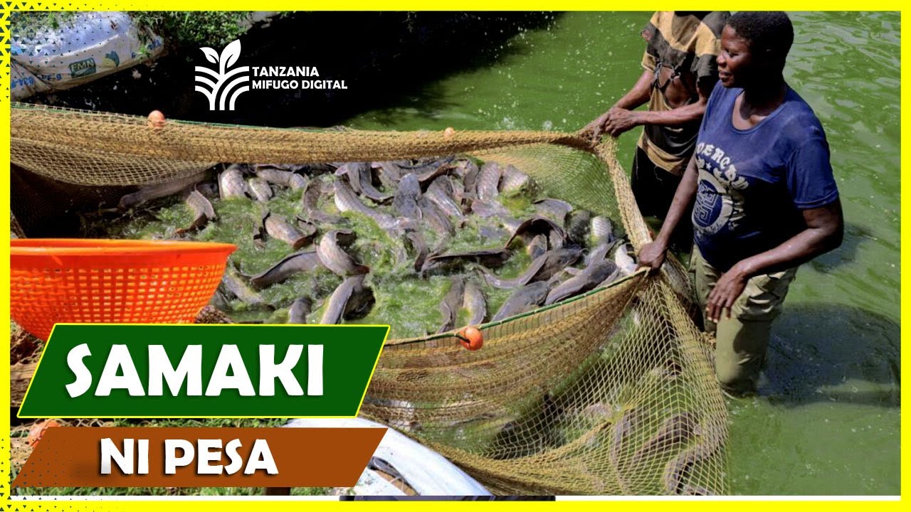 UFUGAJI BORA WA SAMAKI, UJENZI WA MABWAWA NA UFUGAJI WA SAMAKI KIBIASHARA - YouTube