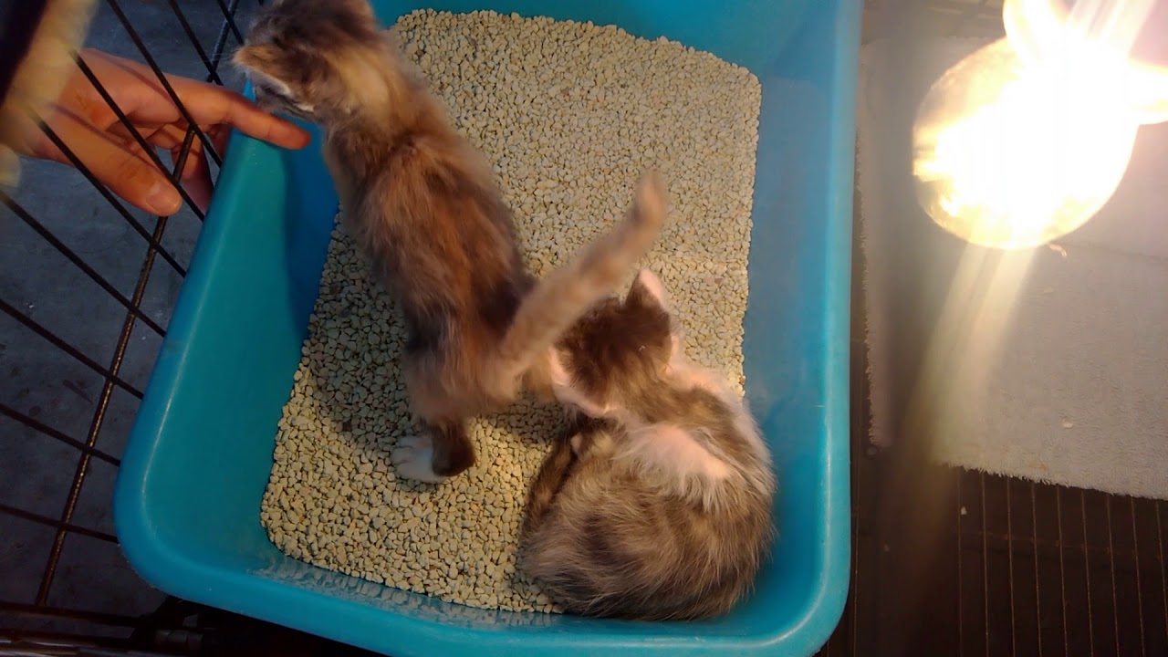 Kucing Garong 60fps - YouTube