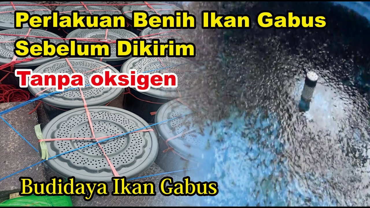 Perlakuan Benih Ikan Gabus Sebelum di Antar ke Petani || Budidaya Ikan ...