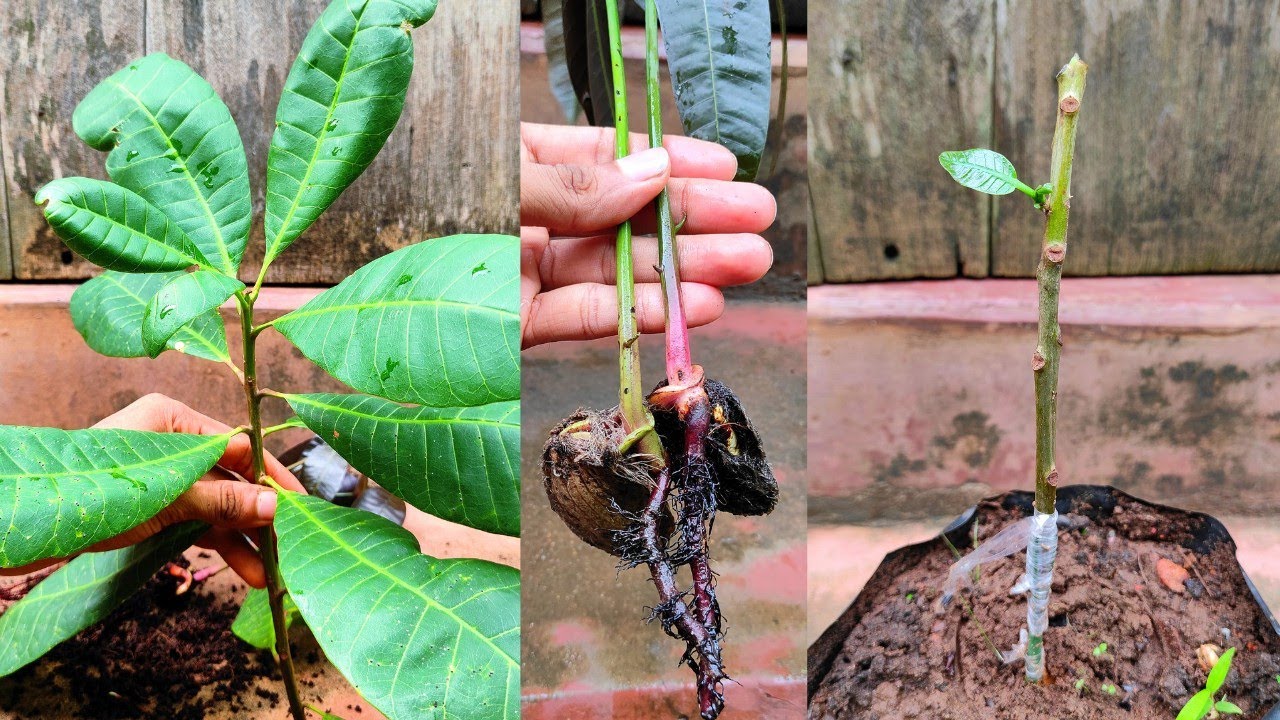 Cashew grafting on mango tree with Double rootstock | double grafting # ...