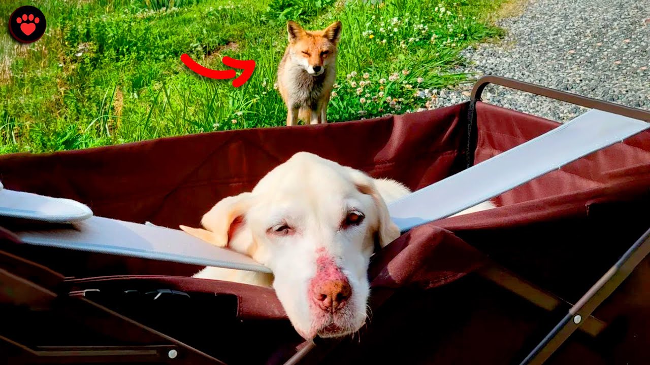 Old Dog and Wild Fox: An Unexpected Friendship - YouTube