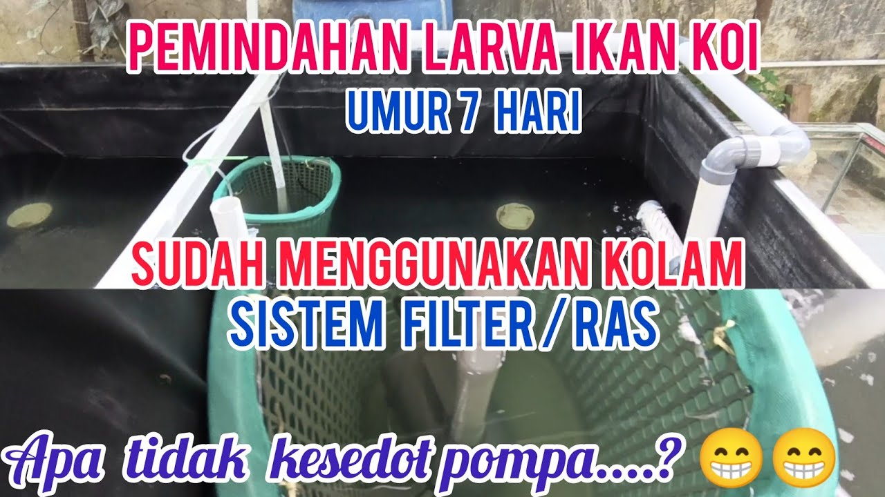 cara pemindahan larva ikan koi umur 7 hari menggunakan kolam sistem ...