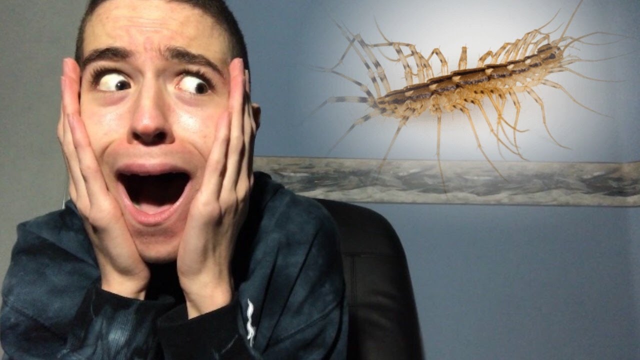 TWO CENTIPEDES ATTACKED ME IN THE SHOWER: STORYTIME - YouTube