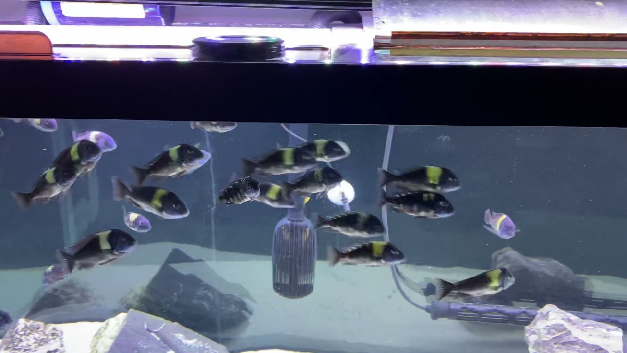Tropheus Duboisi Colony & Feeding - YouTube