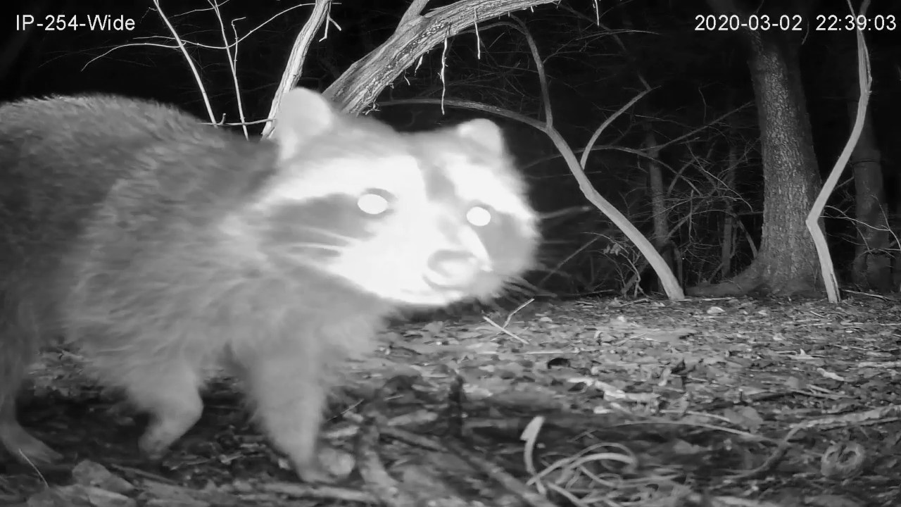 20200302 Raccoons Camera Check - YouTube