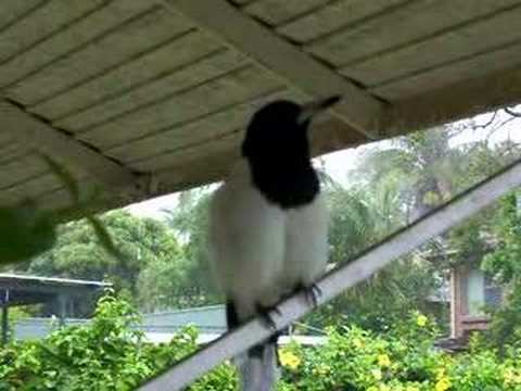 Butcher Bird Singing - YouTube
