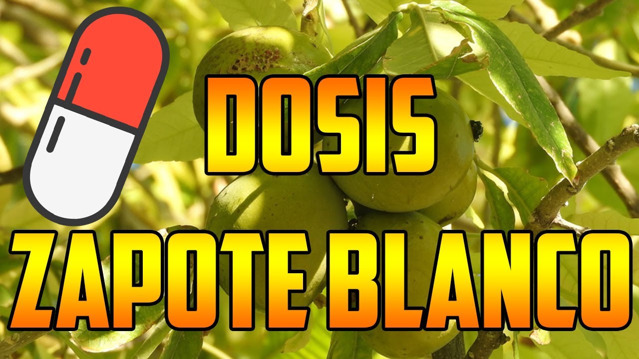 ZAPOTE BLANCO 🌿 Casimiroa edulis 🌿 Usos #plants #video #nature PRESIÓN ...