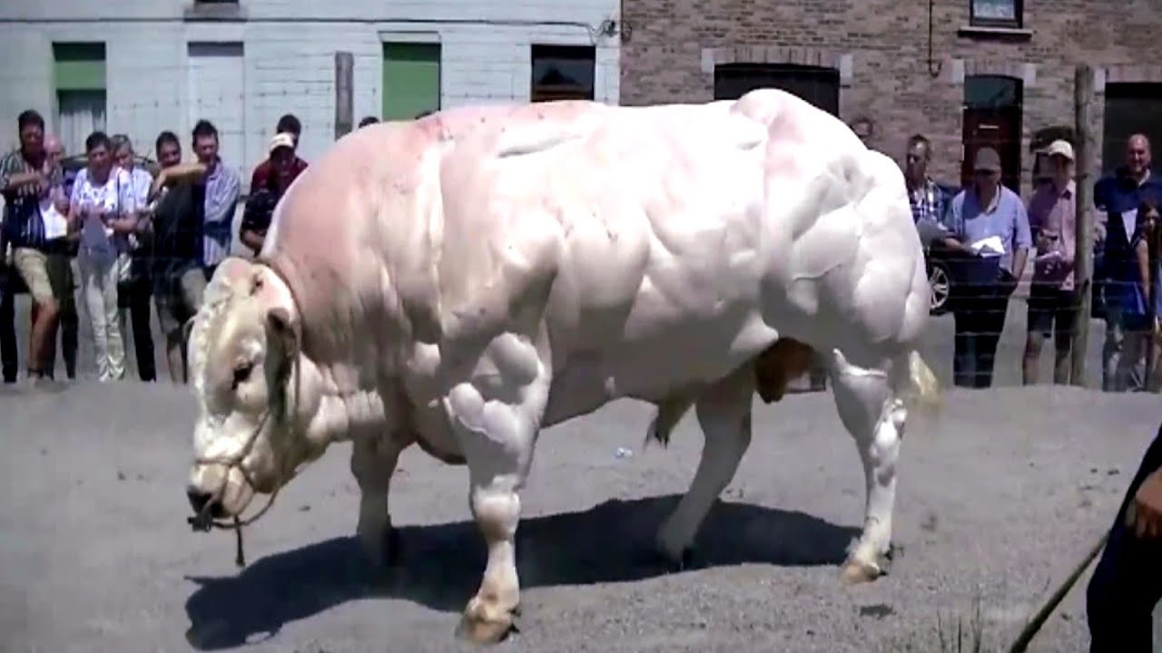 The Biggest Bull Here | Belgiun Blue Is Giand Big Bull In The World ...