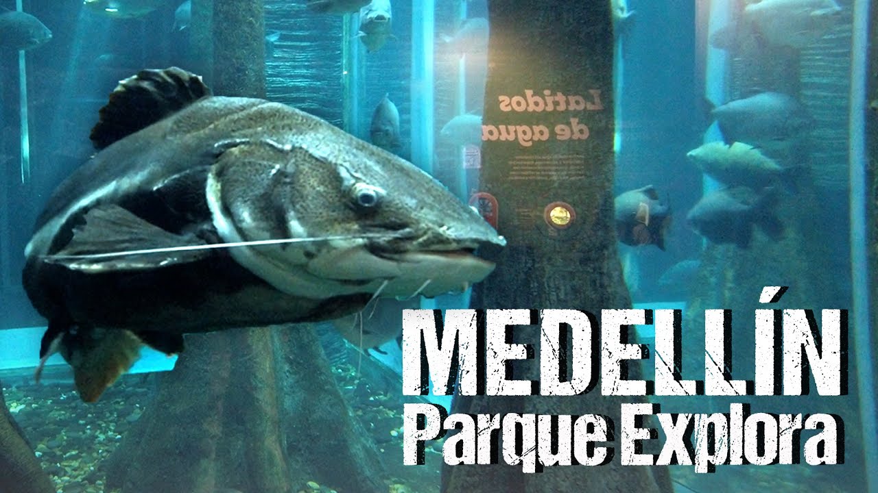 Un ACUARIO GIGANTE en Medellín | PARQUE EXPLORA | ¿Vale la pena? - YouTube