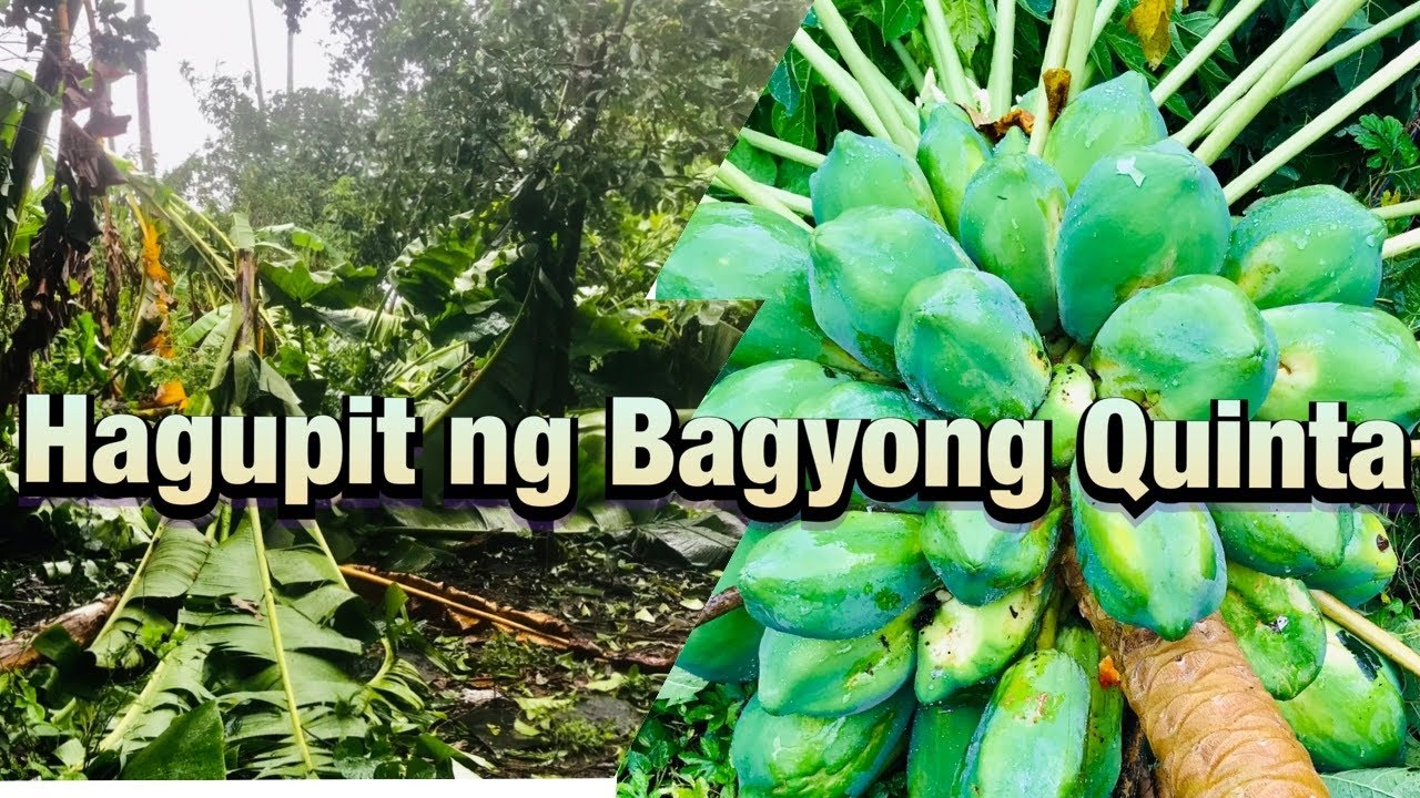 Bagyong Quinta - YouTube