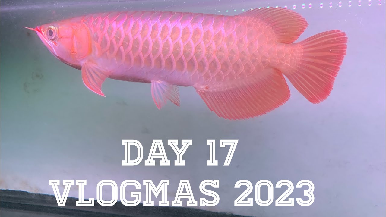 SUPER RED RDC AROWANA UPDATE | FEEDING TIME (HD) | V0440 - YouTube