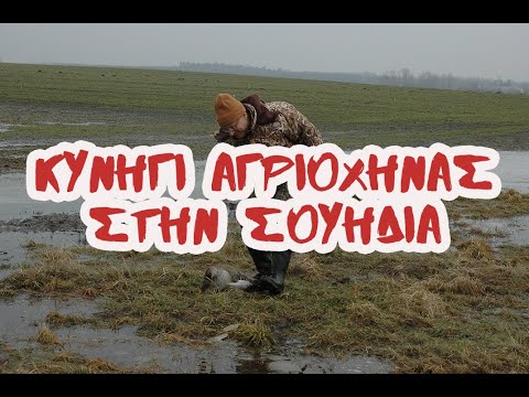 ΚΥΝΗΓΙ ΑΓΡΙΟΧΗΝΑΣ ΣΤΗΝ ΣΟΥΗΔΙΑ - YouTube