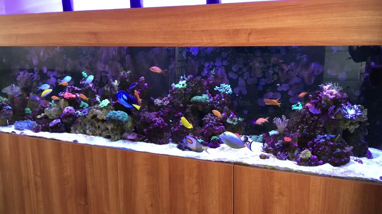 8ft mixed reef tank - YouTube