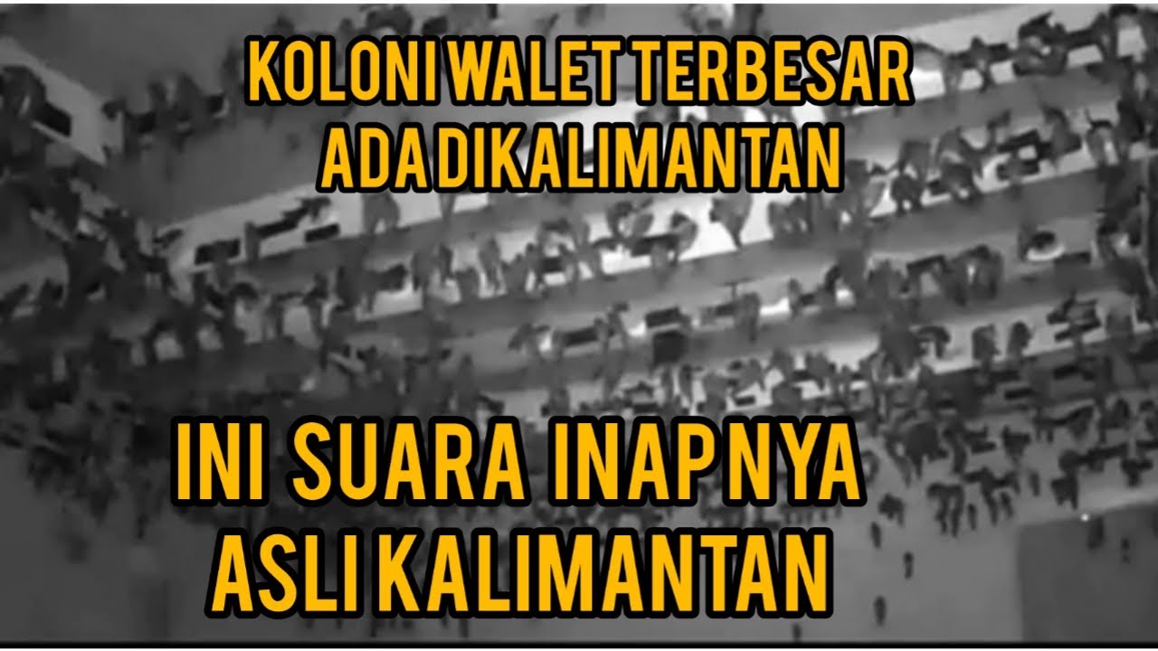 Suara Inap Asli KALIMANTAN mampu mebuat koloni besar walet - YouTube
