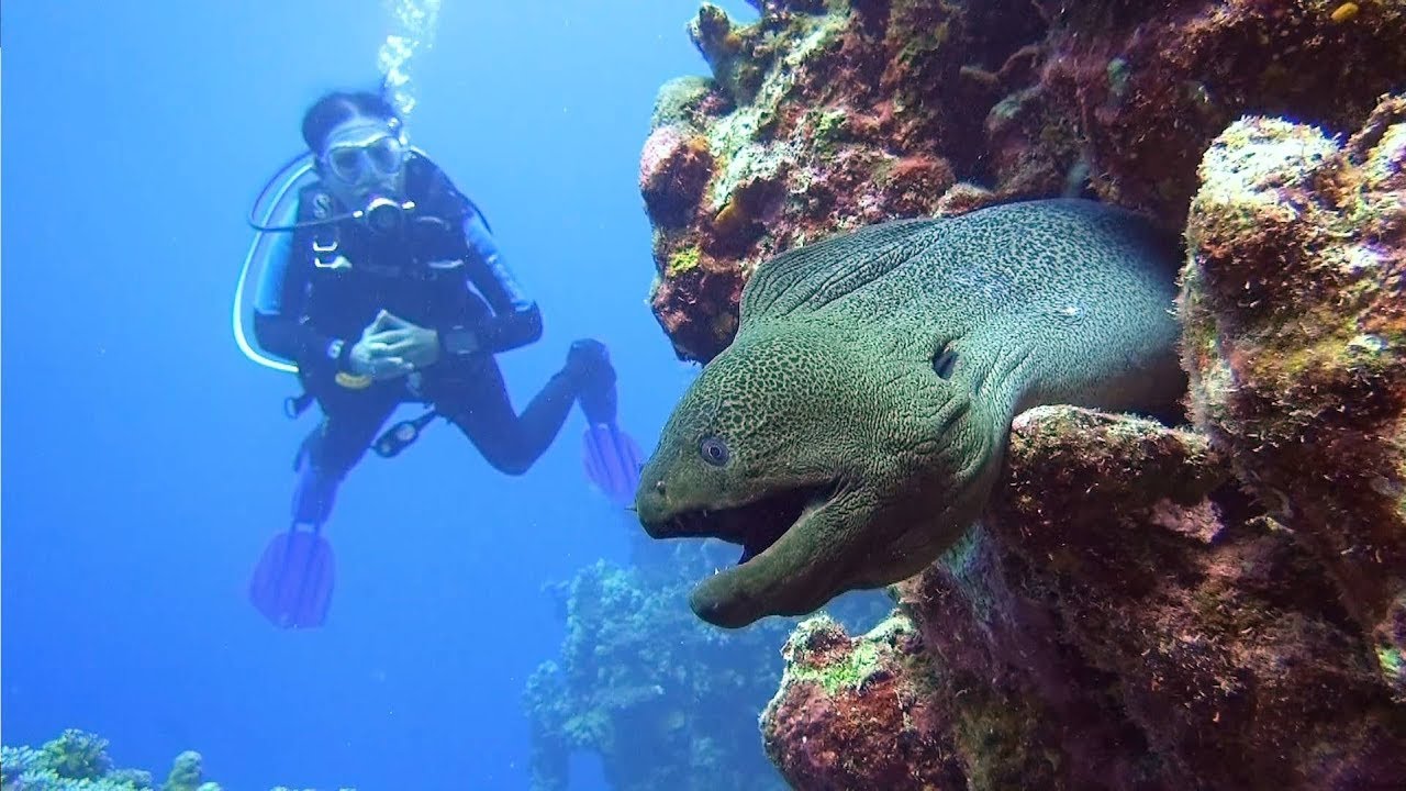 Mövenpick Resort El Quseir, EXTRA DIVERS, tauchen im Roten Meer ...