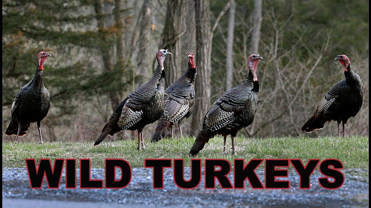 A LONG LOOK AT A SOME FINE WILD TURKEYS - YouTube