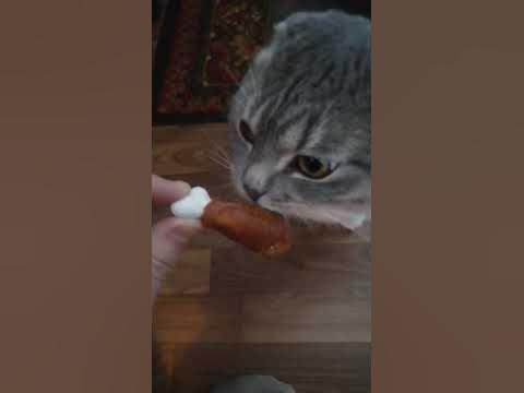 милый котик ест вкуснятину - YouTube