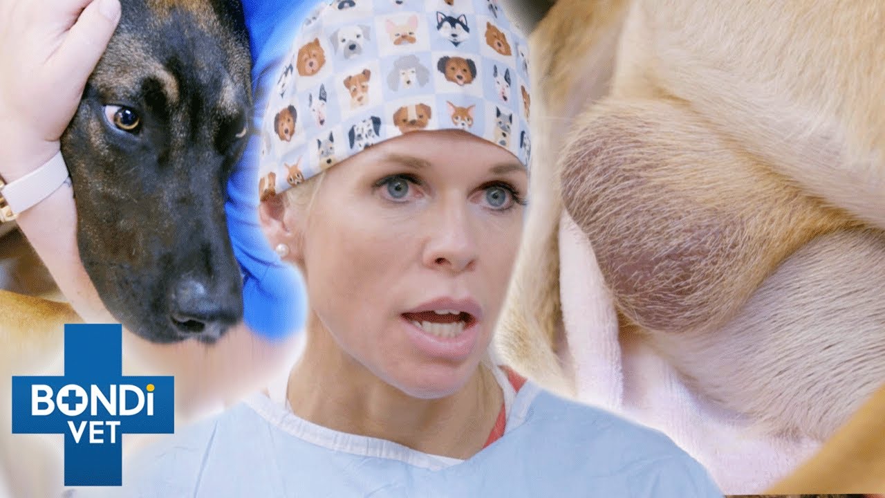 Mysterious Enlarged Testicle Found On Puppy 😨 | Bondi Vet Clips | Bondi ...