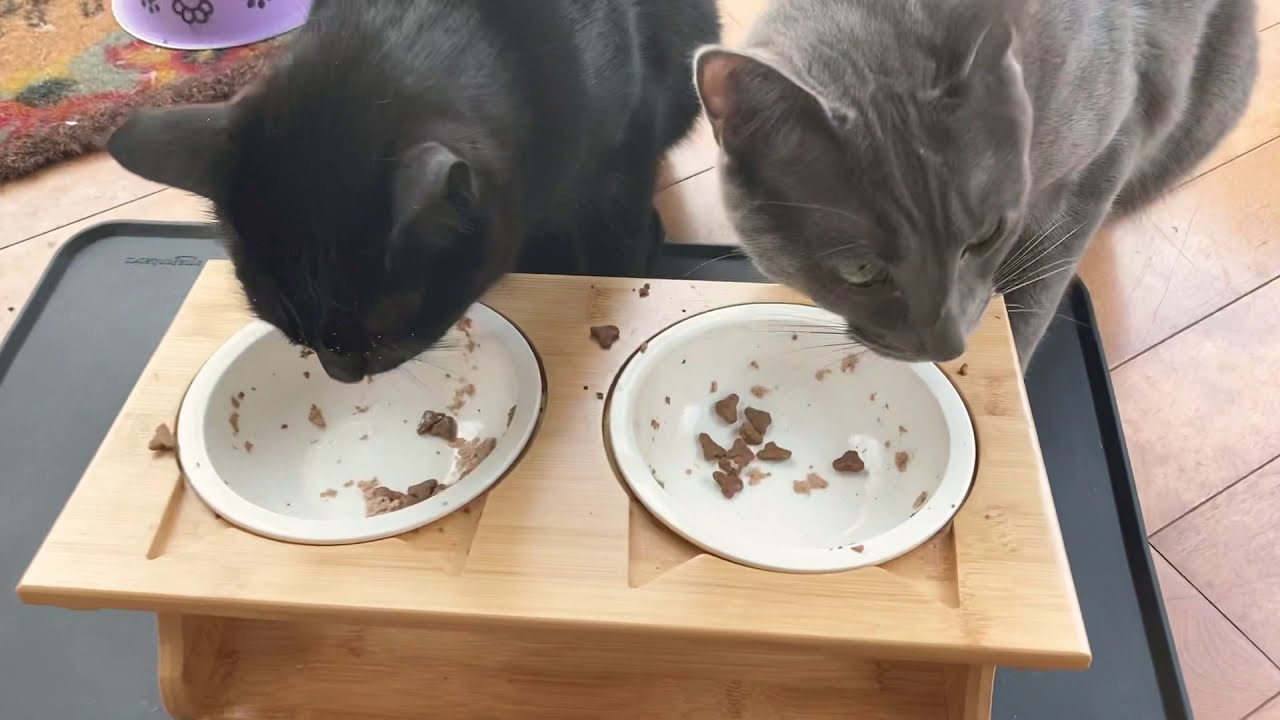 Cat eating lunch so loud ASMR - YouTube