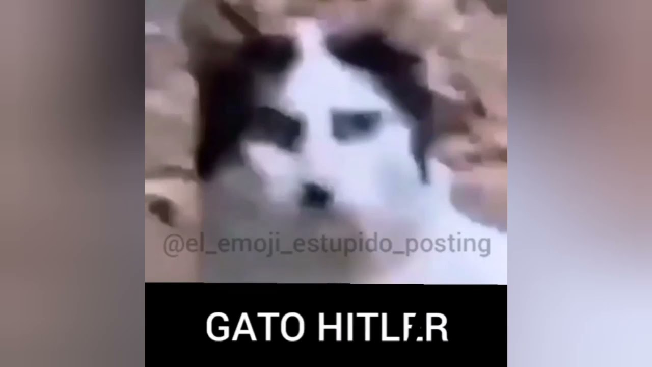 GATO HITLER - YouTube
