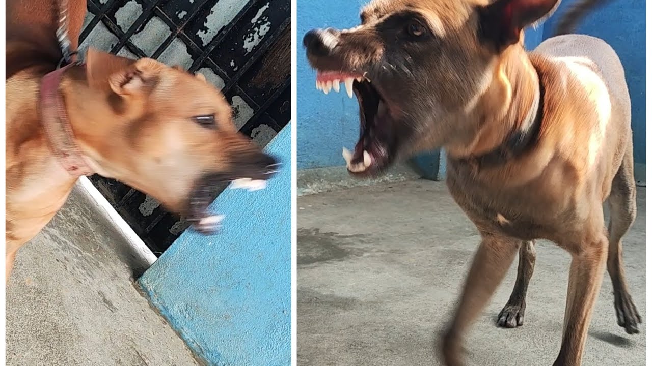 Dogs Roaring High Sound - YouTube