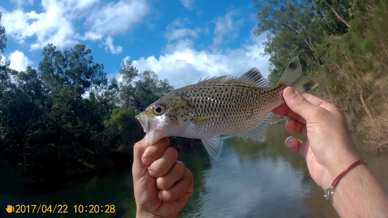 N°3 - Paco Fishing - Jungle perch - La Ouenghi - Nouvelle-Calédonie ...