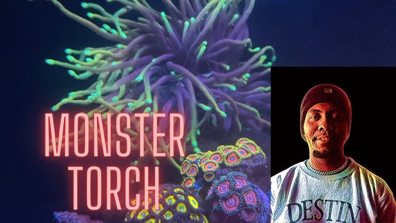 20 gallon Nano Reef tank Update | Torch on Fire - YouTube