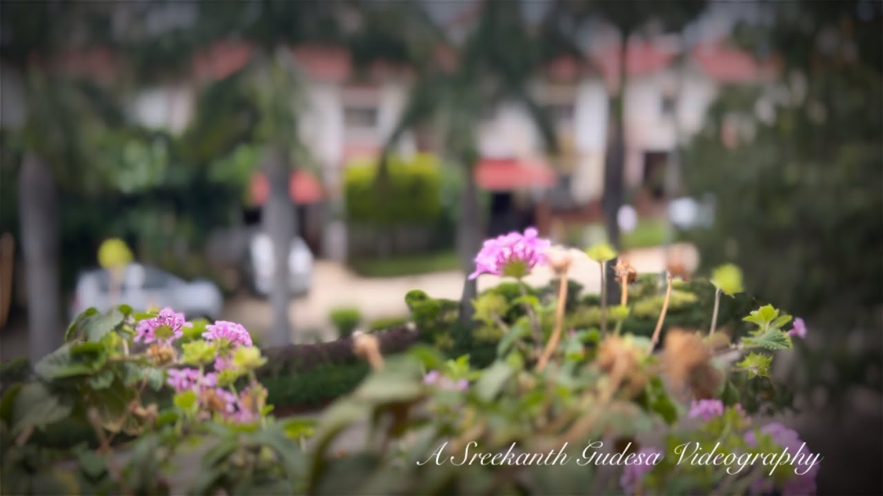 Nature’s Elegance | A Visual Tribute To Splendid Nature | Pruksa ...