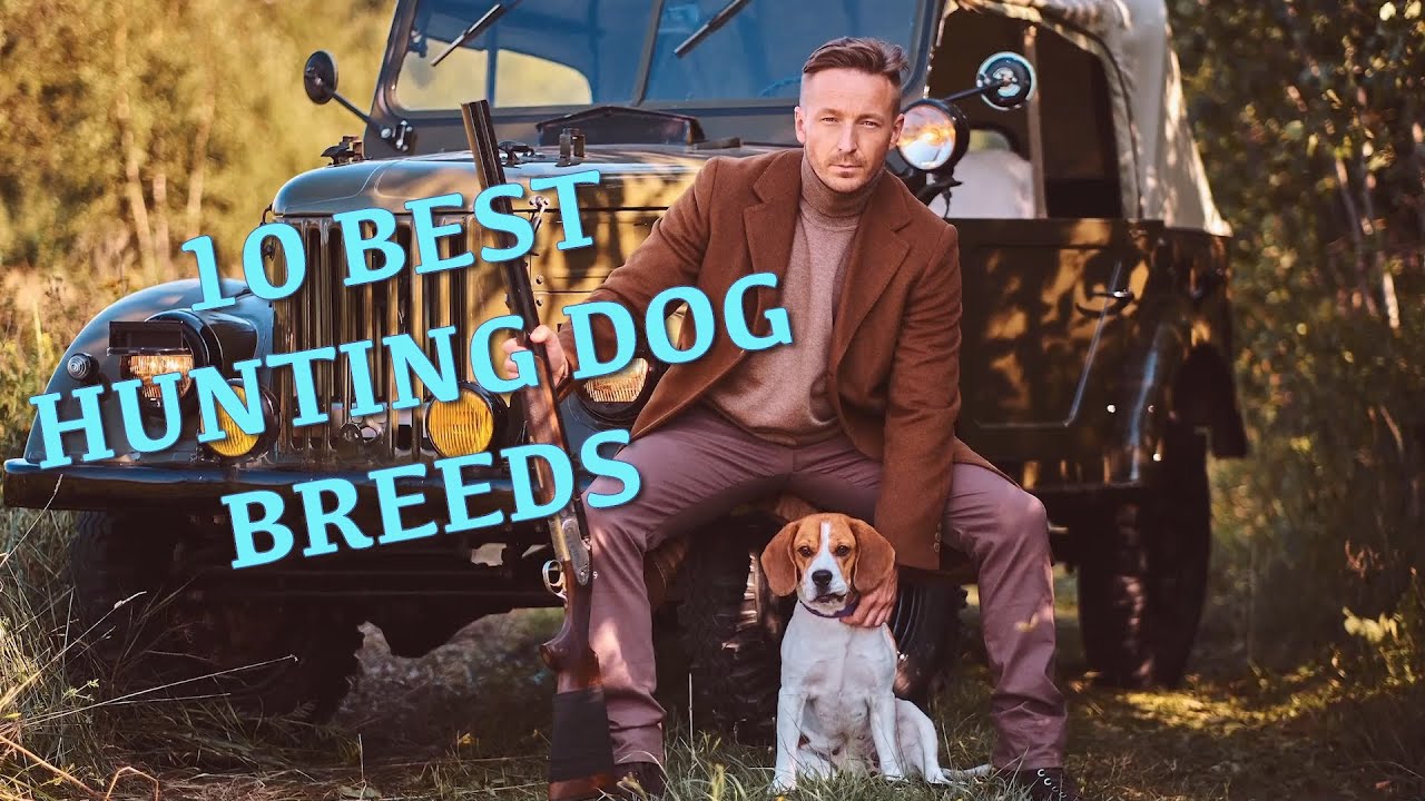 10 BEST HUNTING DOG BREEDS | ANIMAL WORLD - YouTube